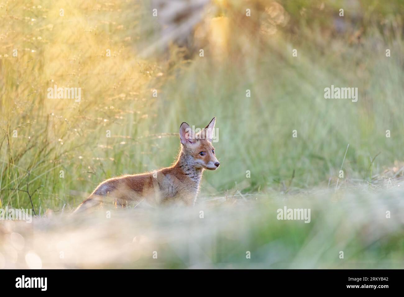 Cute red fox cub is posing in rays of sunlight. Horizontally Stock ...