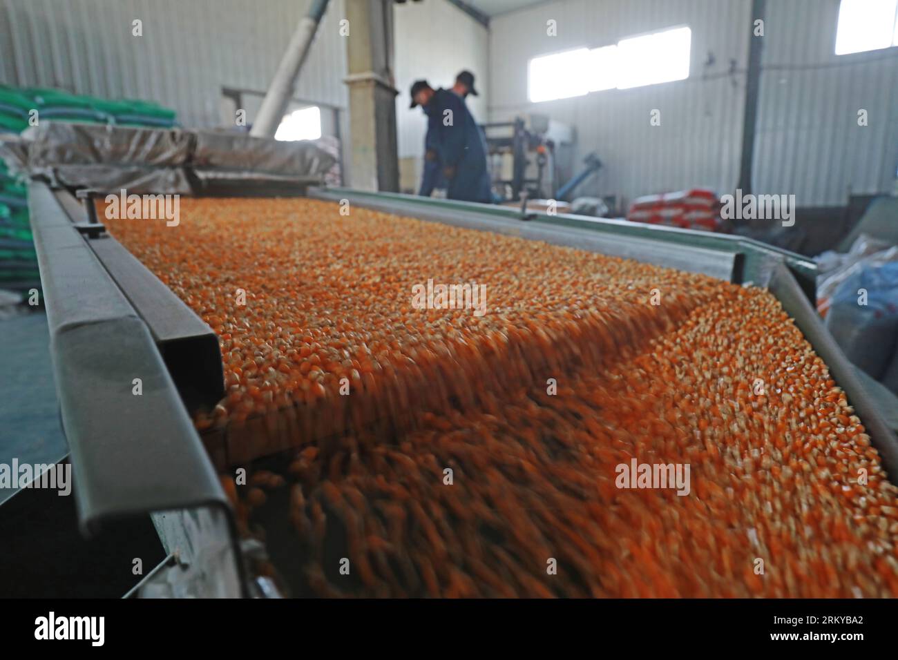 Corn production line hi-res stock photography and images - Alamy