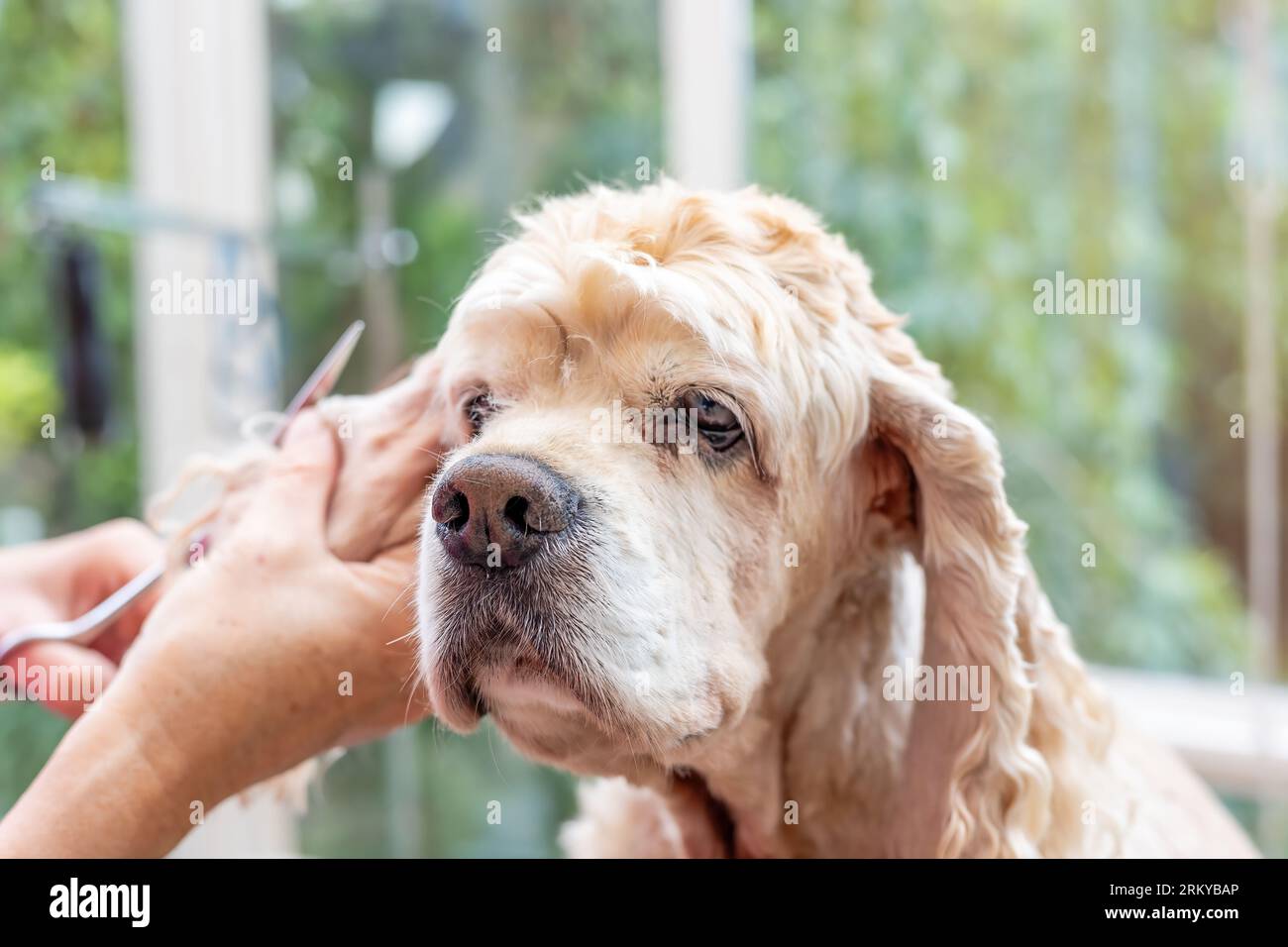 Grooming the ears of American Cocker Spaniel closeup. Horizontally ...