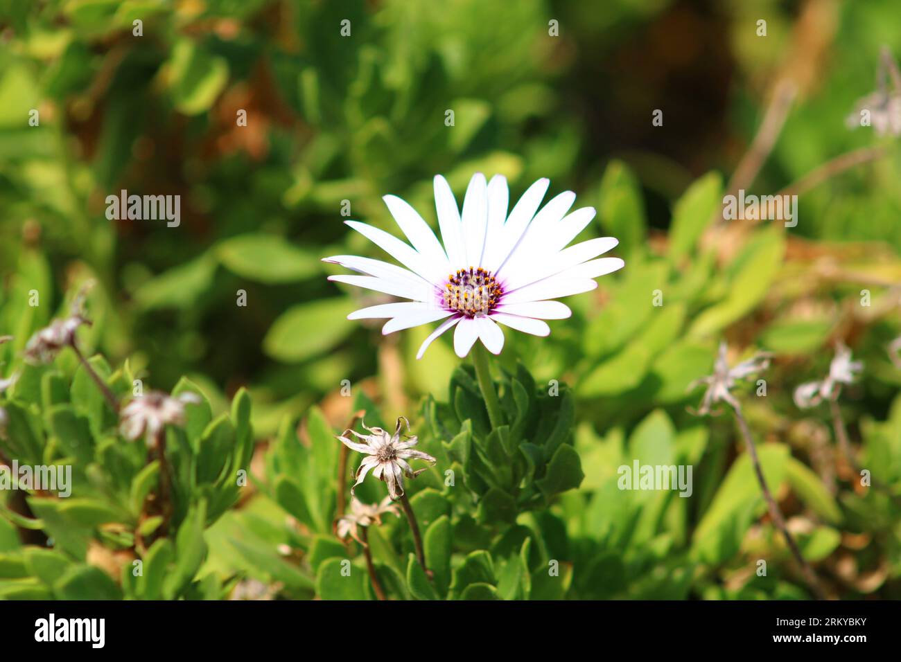 Dimorphotheca ecklonis, also known as Cape marguerite, African daisy is ...