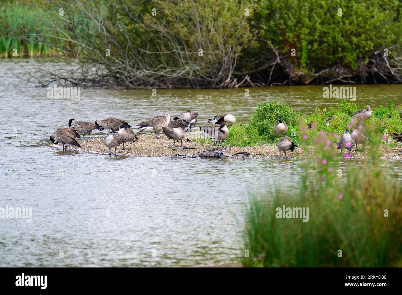 Mixed flock of wildfowl on a pond with vegetation close by Stock Photo ...