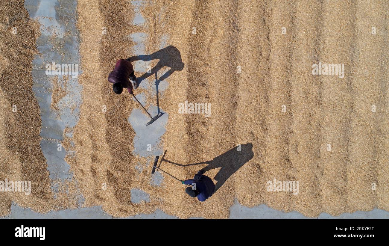 Farmers drying corn seeds for spring sowing, China Stock Photo - Alamy