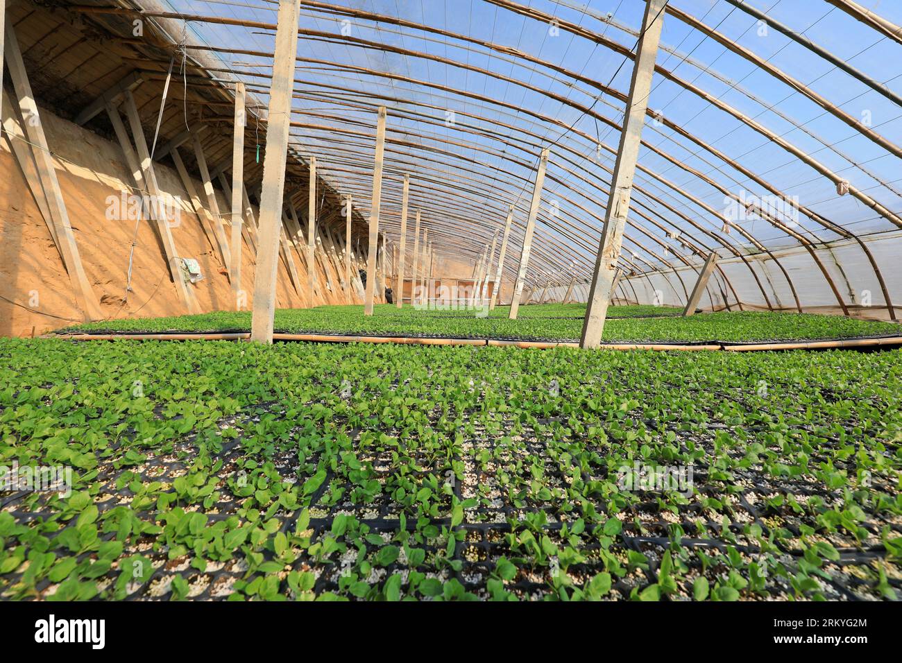Vegetable seedlings in nursery, North China Stock Photo - Alamy