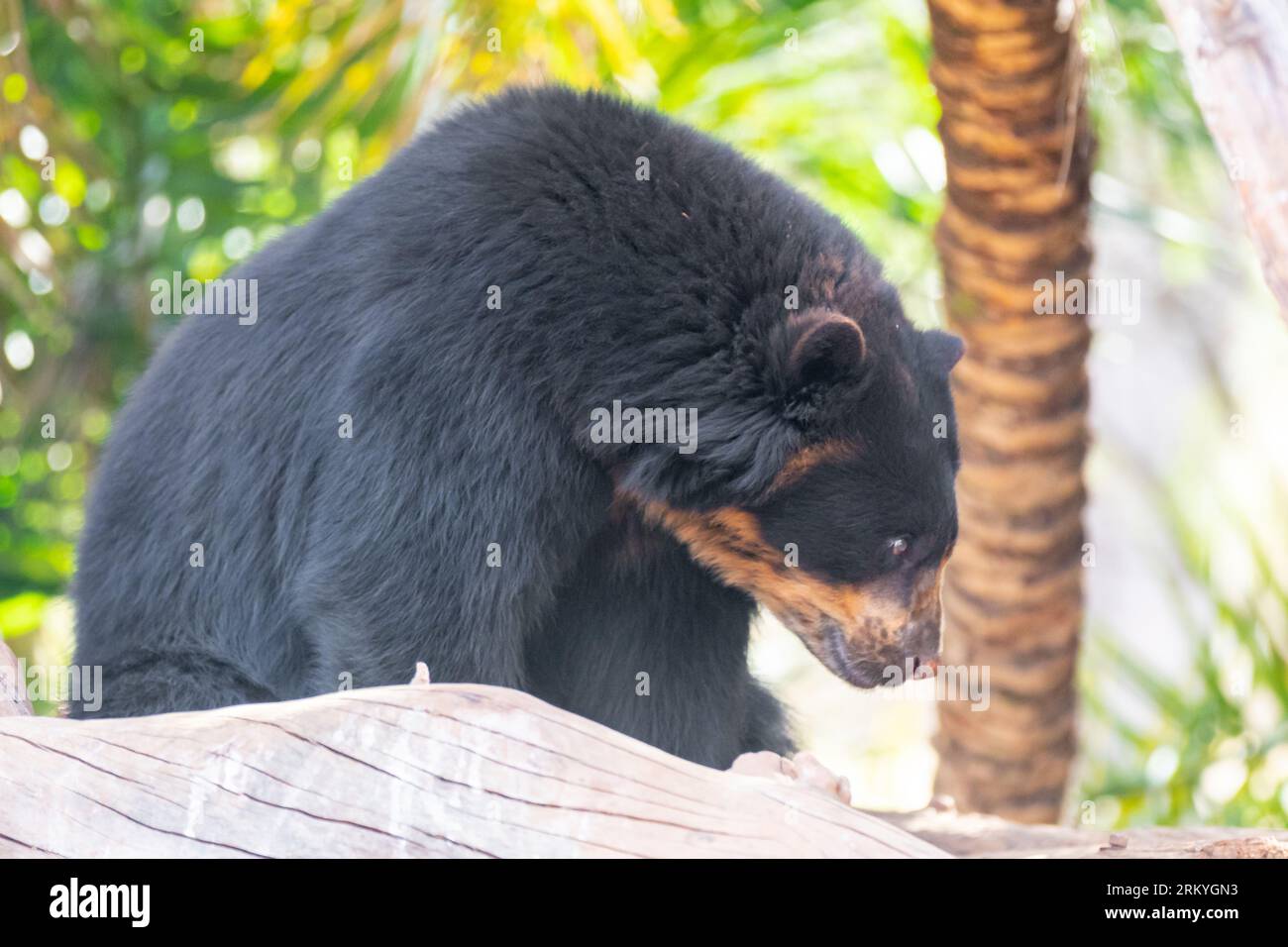 Spectacled bear or Andean bears are a subspecies that lives in South ...
