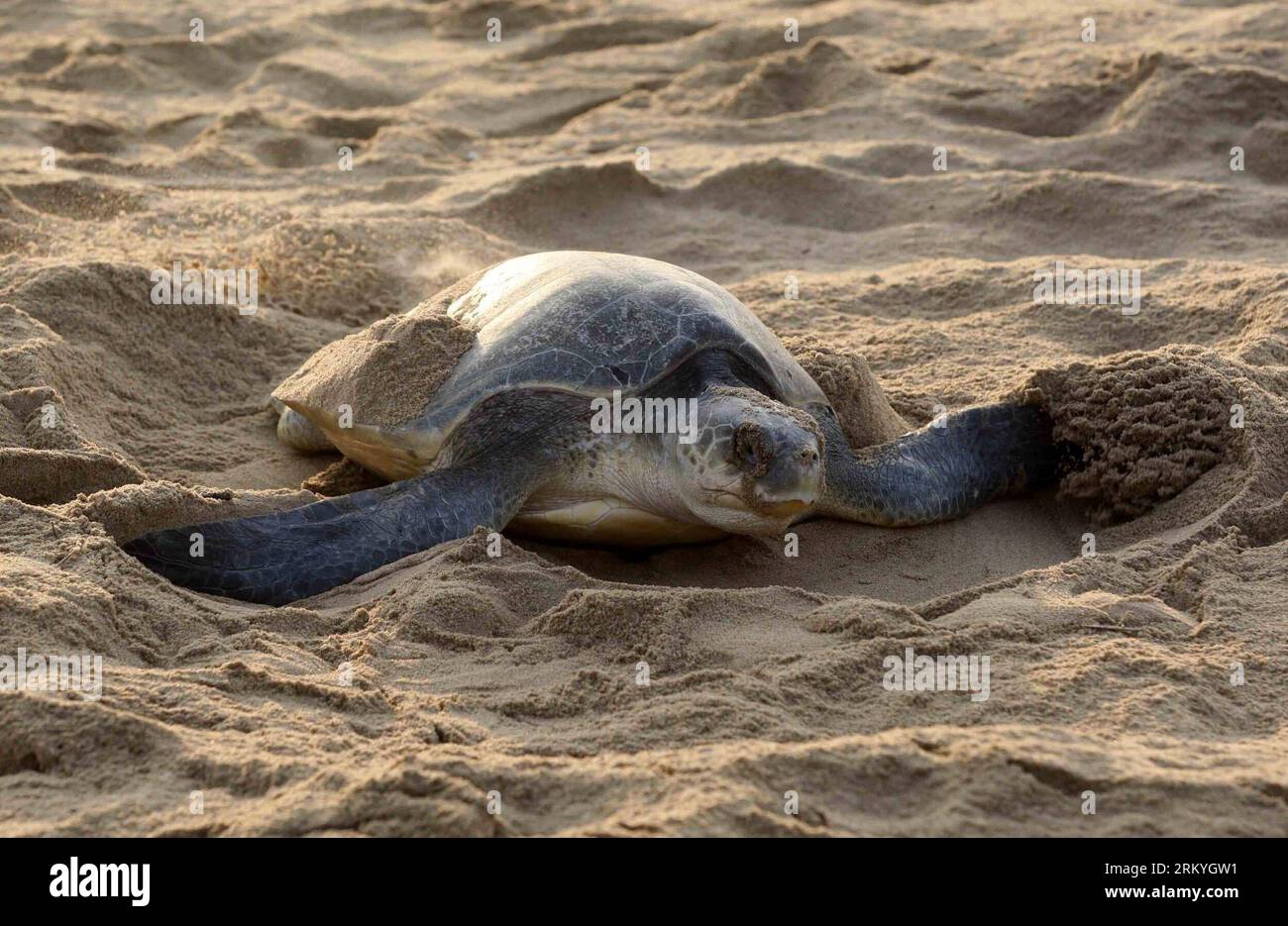 Olive ridley turtles orissa hi-res stock photography and images - Alamy