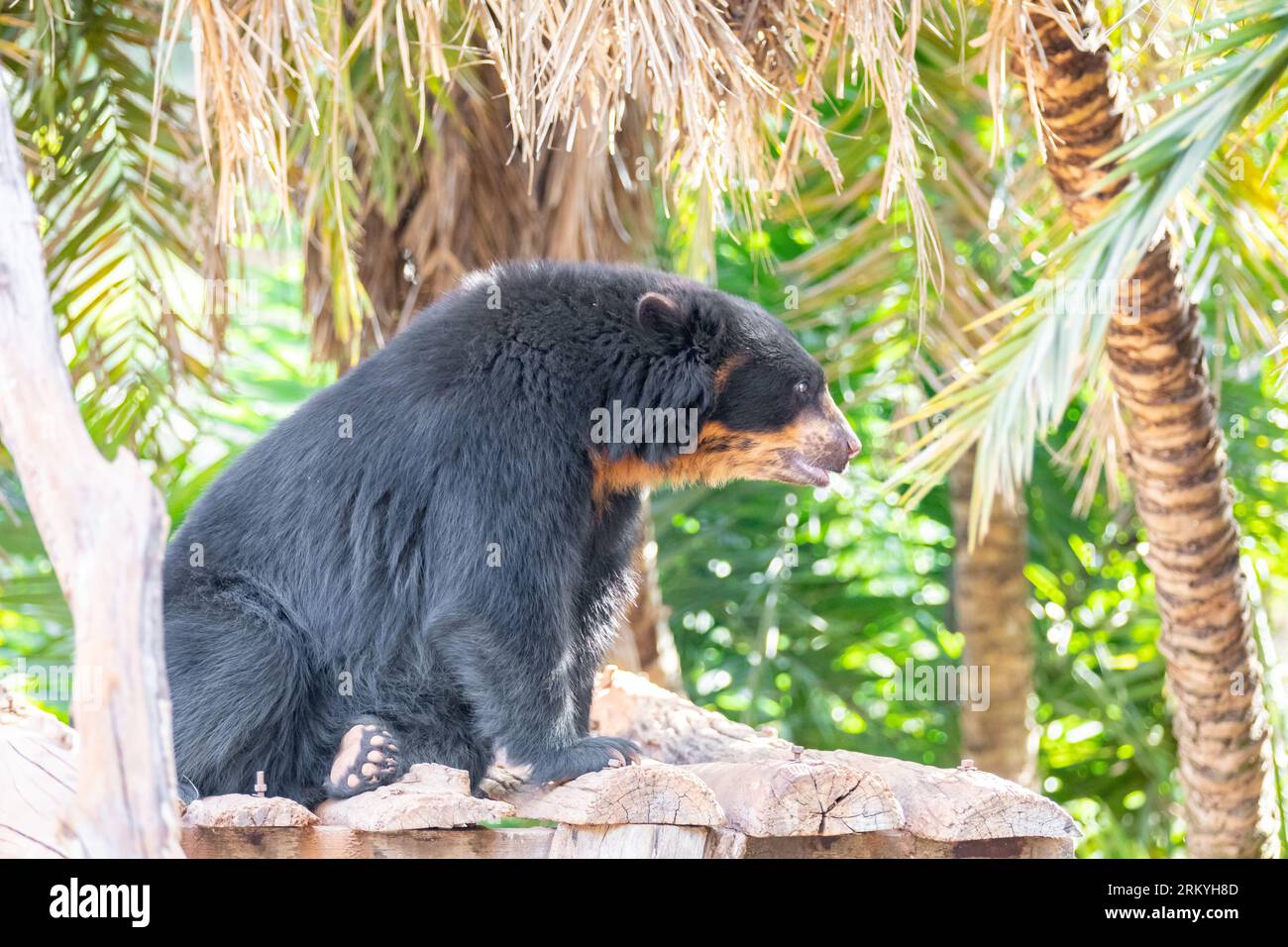 Spectacled bear or Andean bears are a subspecies that lives in South ...