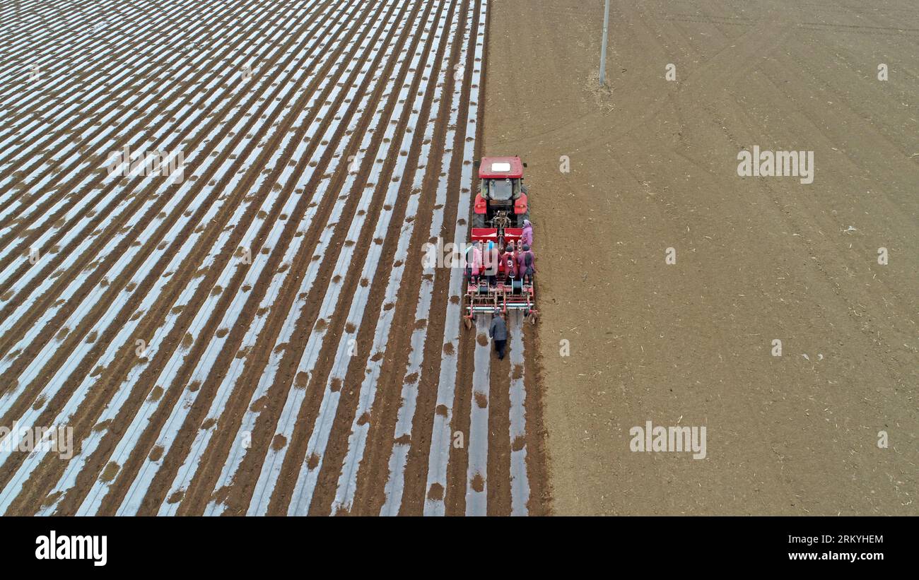 Planter in fields mulching potatoes, North China Stock Photo - Alamy