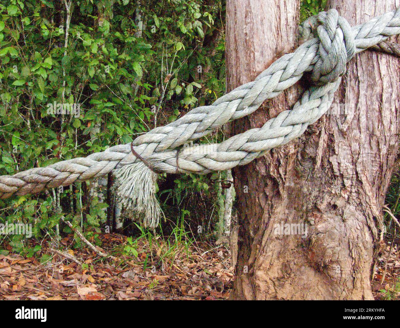 Braided Rope "Guiderail", Yungaburra, Australia Stock Photo - Alamy