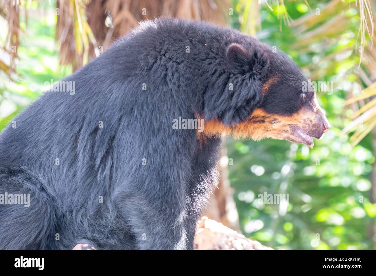 Spectacled bear or Andean bears are a subspecies that lives in South ...