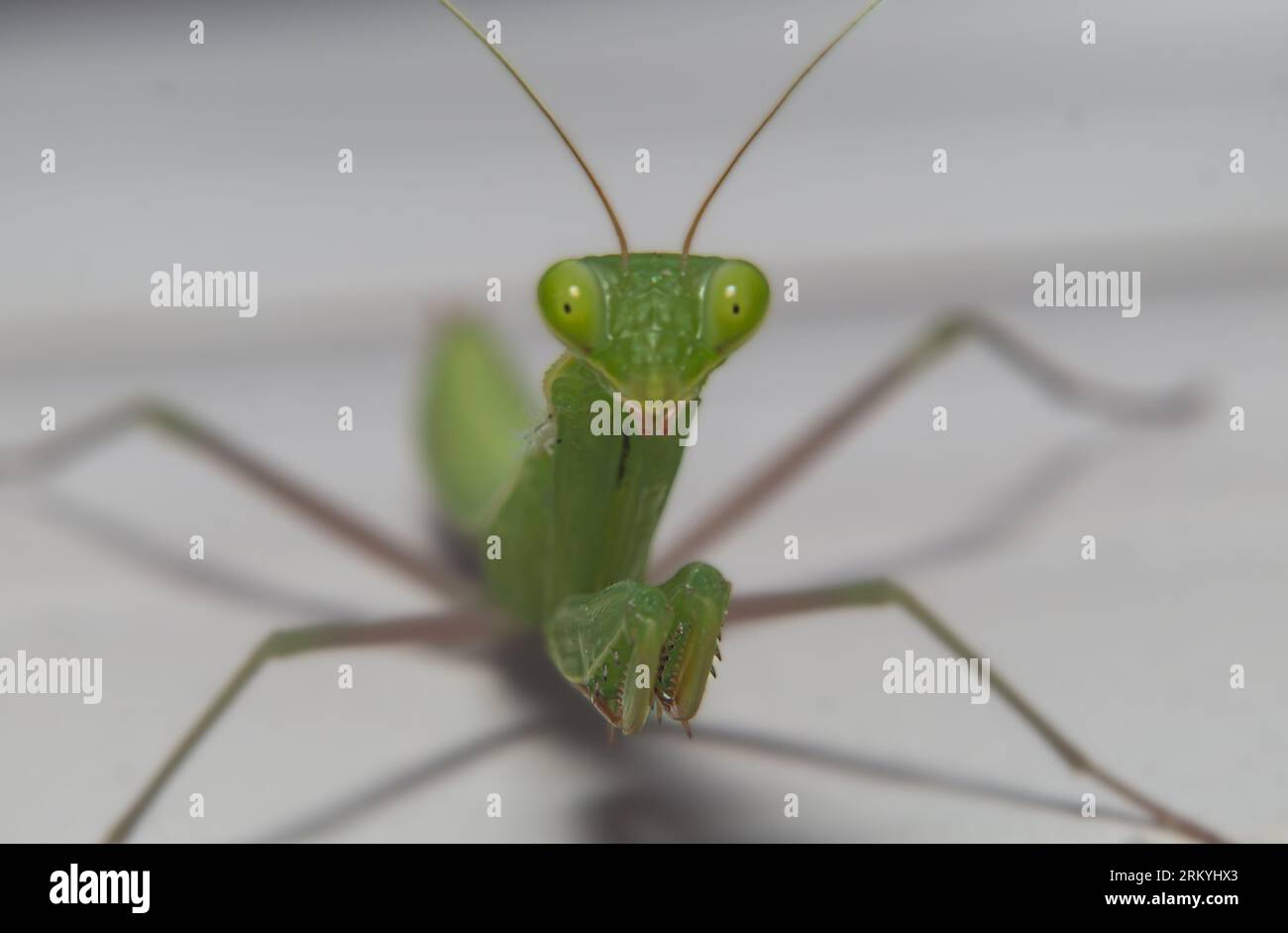 Mantis legs hi-res stock photography and images - Alamy