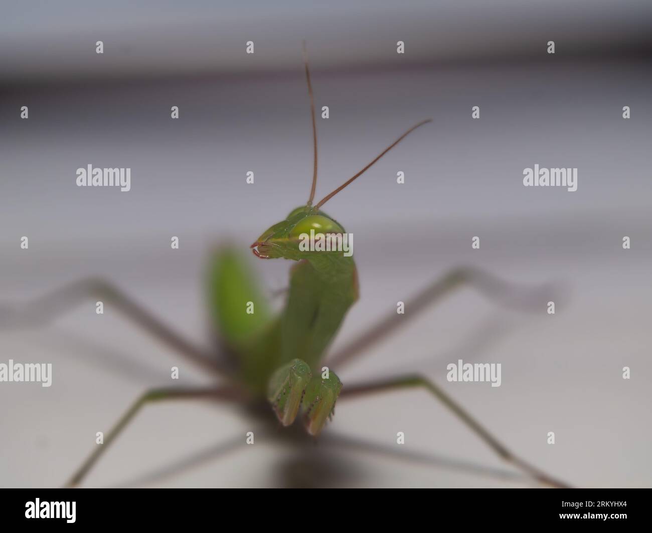 Mantis legs hi-res stock photography and images - Alamy