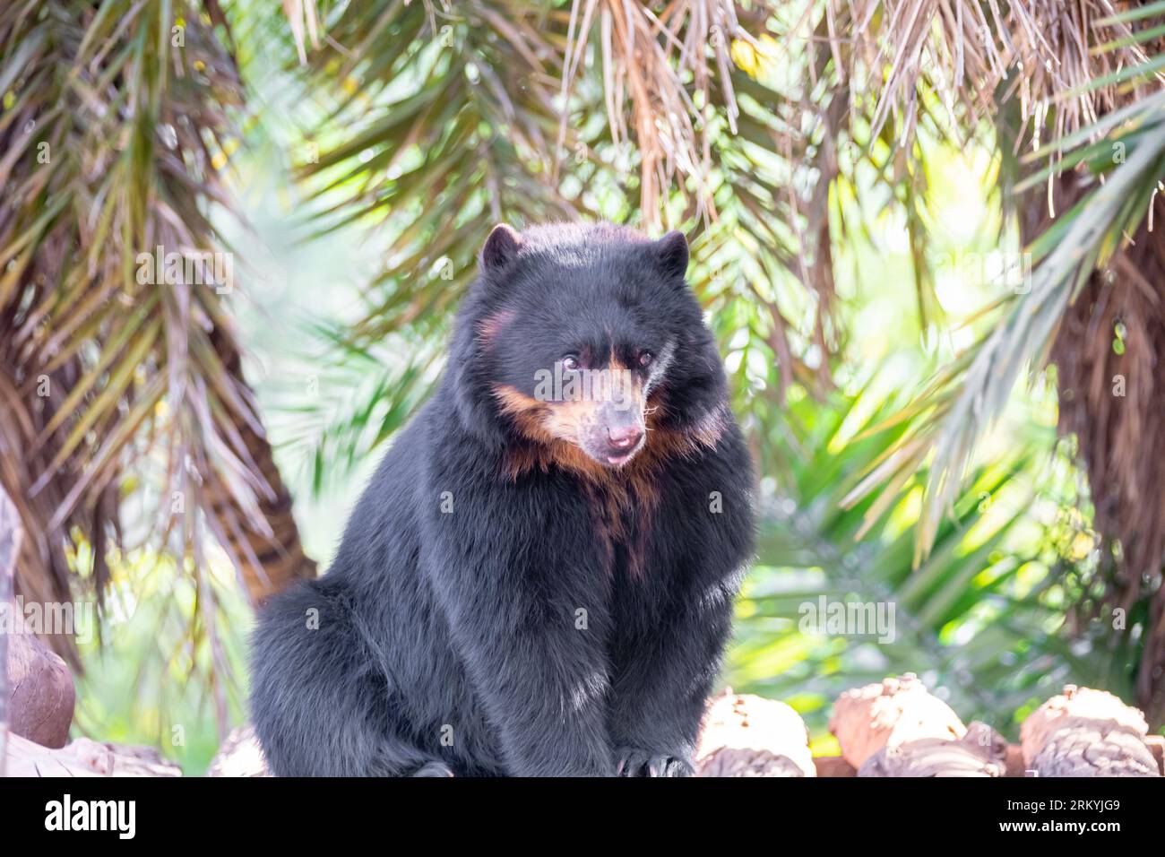 Spectacled bear or Andean bears are a subspecies that lives in South ...