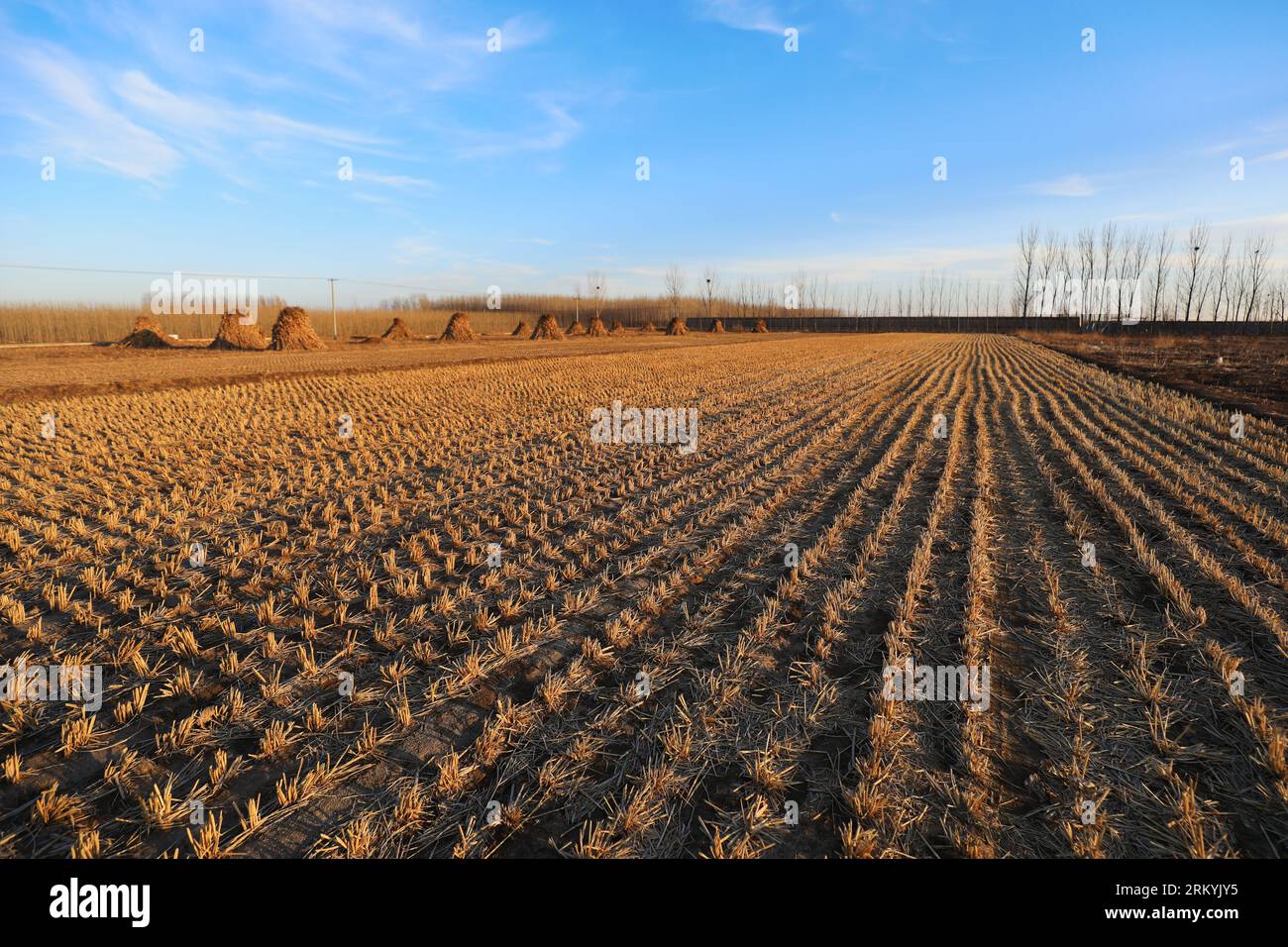 Natural scenery of rice field in winter, North China Stock Photo - Alamy