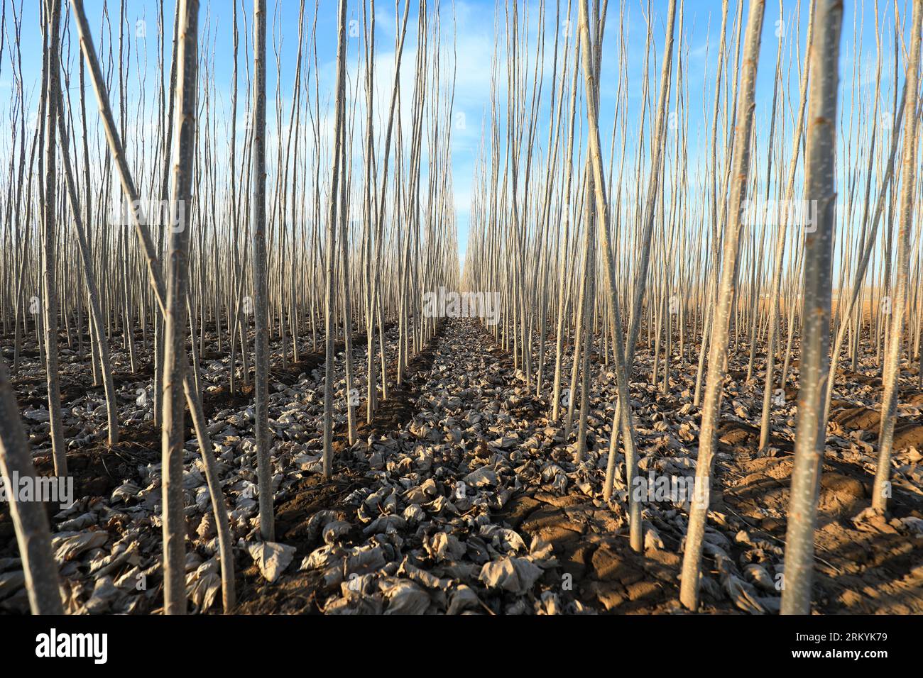 Fast growing poplar seedlings in nursery, North China Plain Stock Photo ...