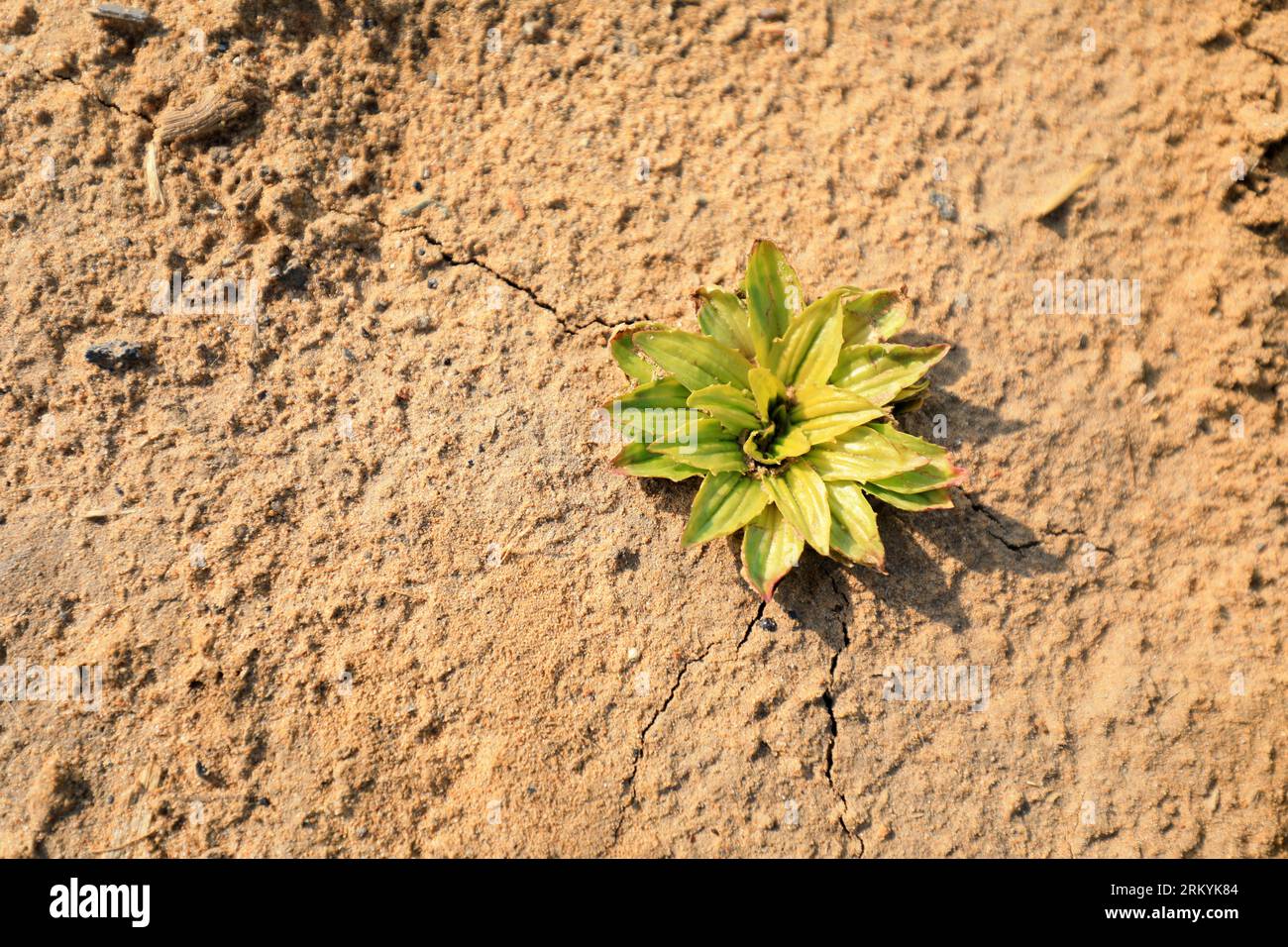 Plantain shoots in natural state, North China Stock Photo - Alamy