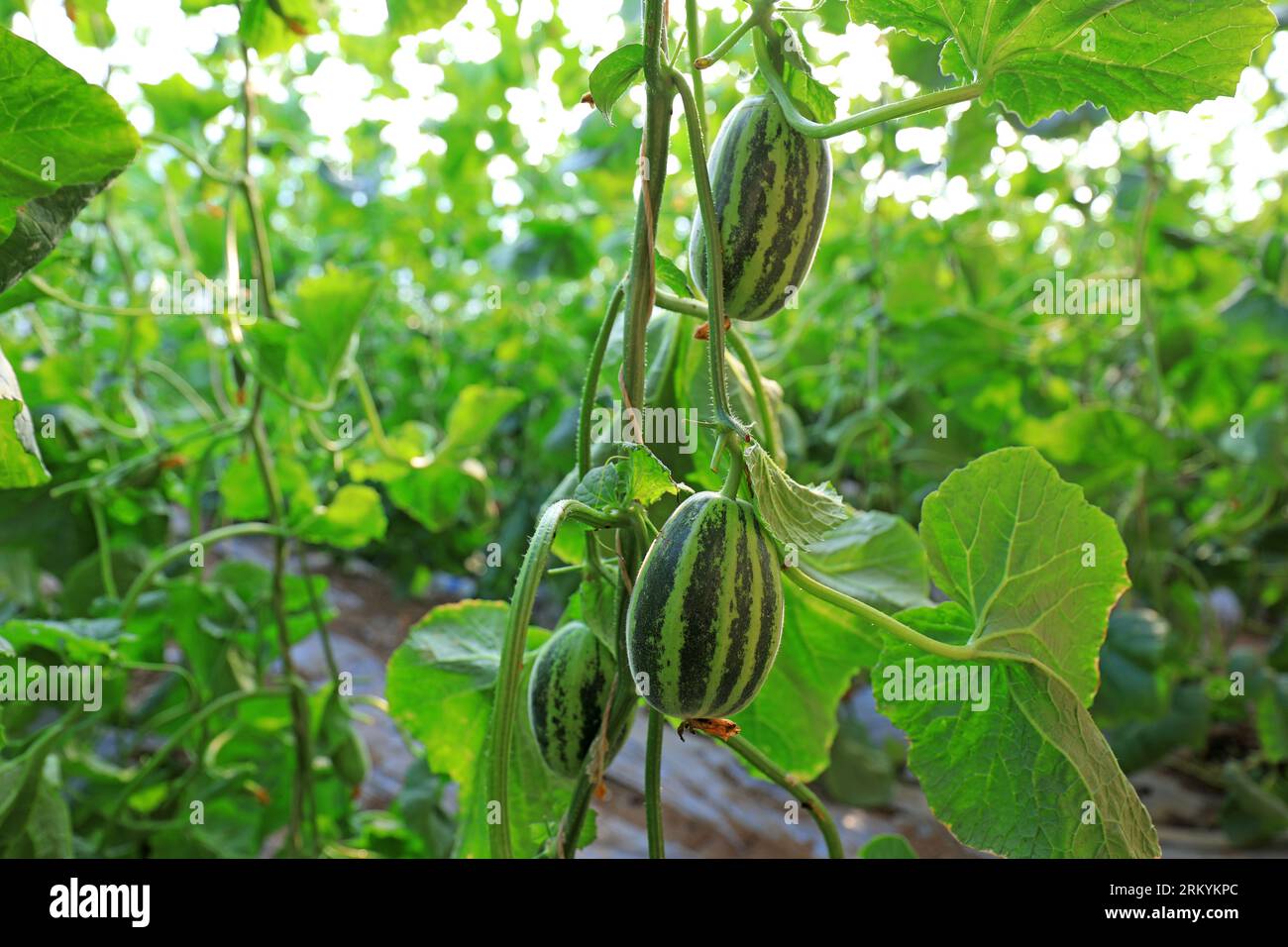 Melon seedlings in a greenhouse on a farm Stock Photo - Alamy