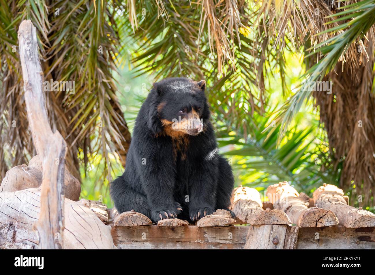 Spectacled bear or Andean bears are a subspecies that lives in South ...