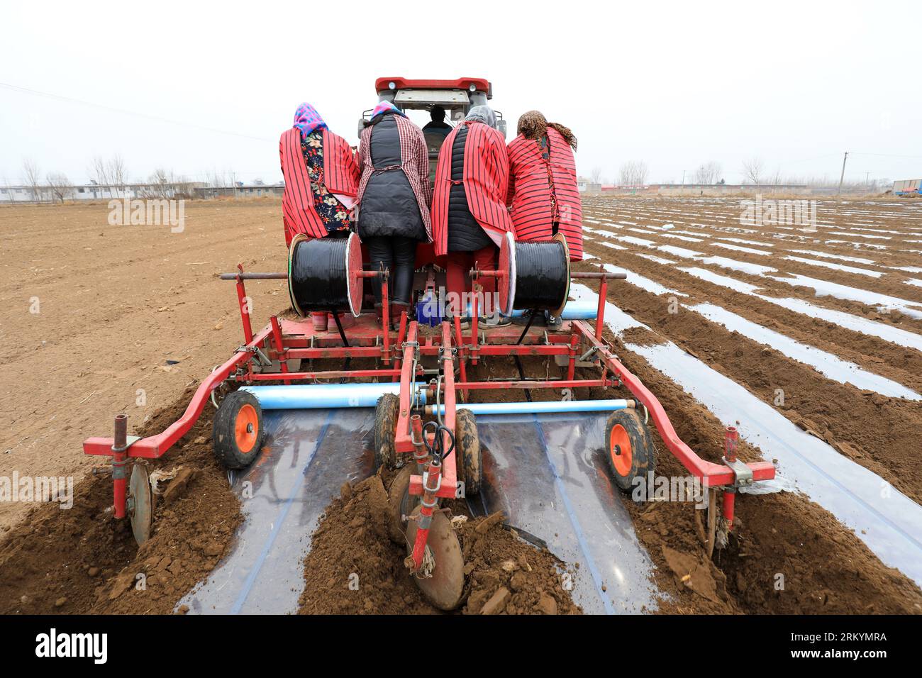 Farmers drive planters to grow potatoes on the farm Stock Photo - Alamy