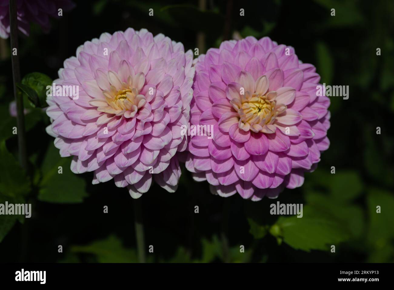 The dahlia (name, Hapet rose dream) in the dahlia garden Baden Baden ...