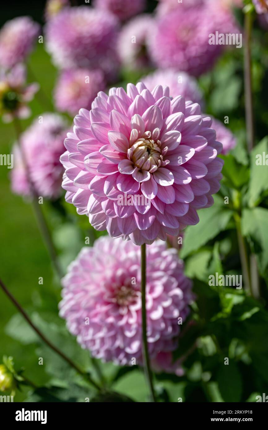 The dahlia (name, Hapet rose dream) in the dahlia garden Baden Baden ...