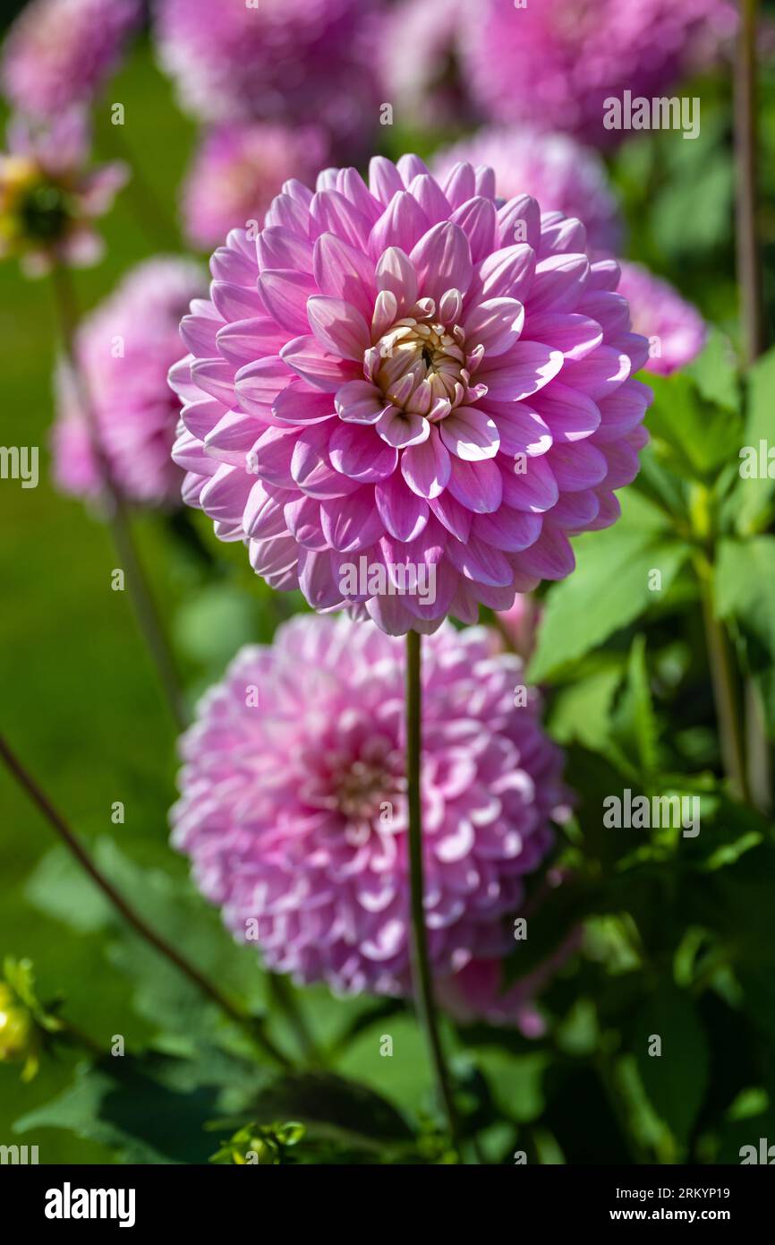 The dahlia (name, Hapet rose dream) in the dahlia garden Baden Baden ...