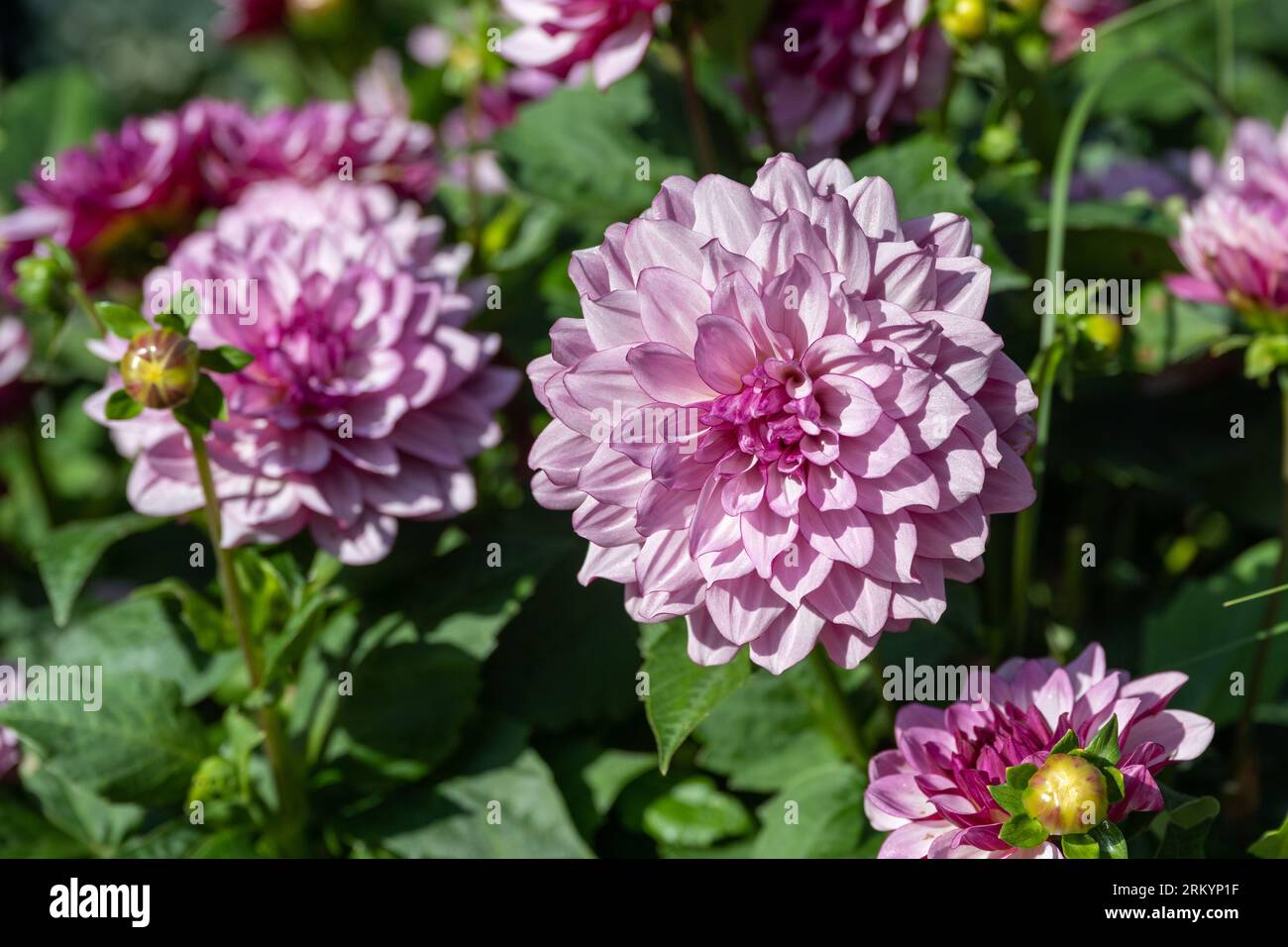 The dahlia (name, creme de cassis ) in the dahlia garden Baden Baden ...