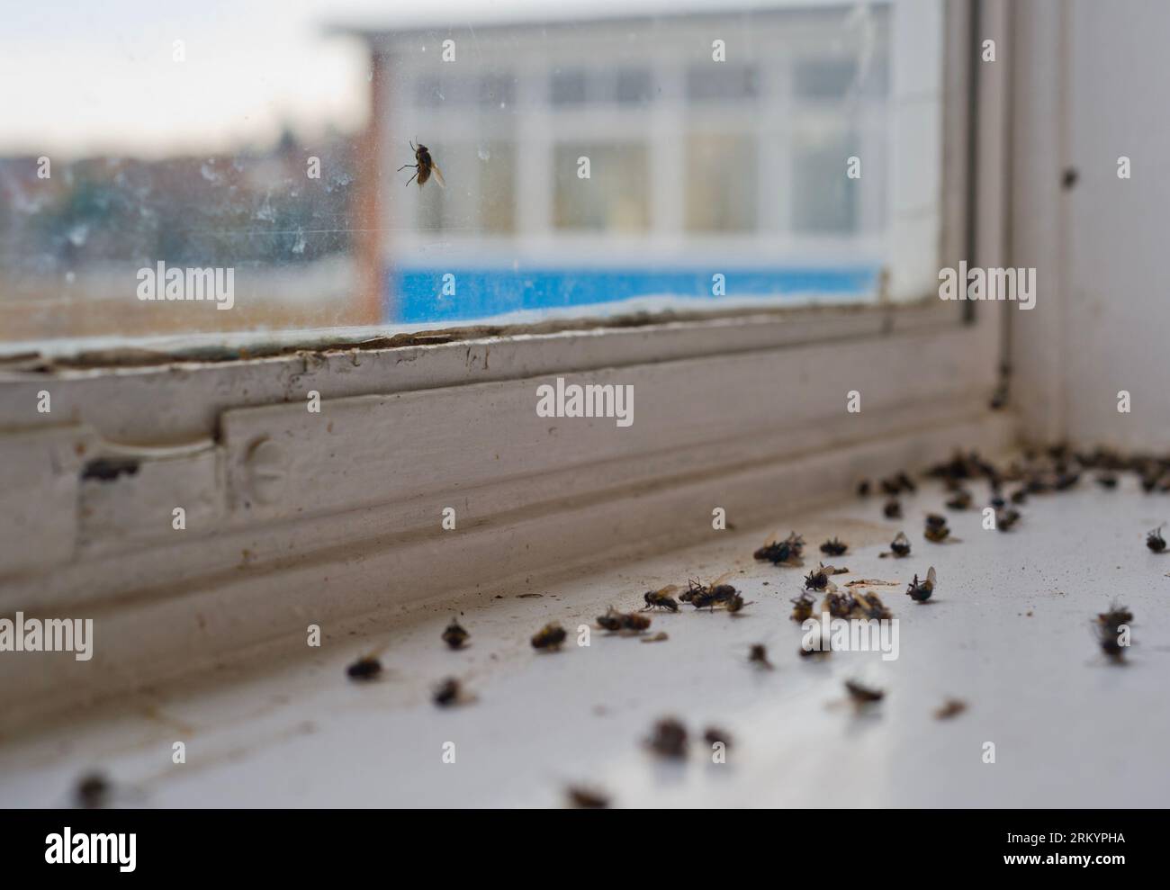 Fly on window with many dead flies on the window ledge at a school ...