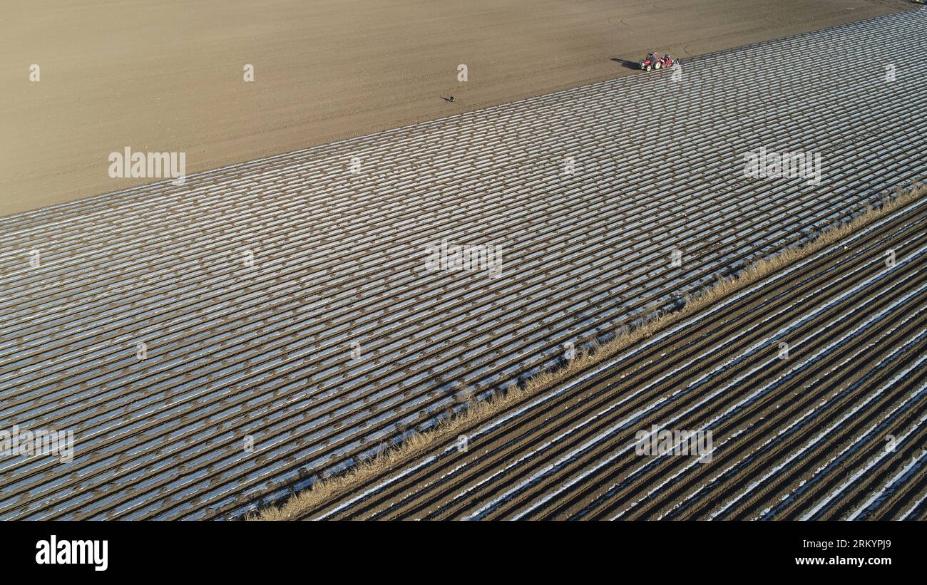The planter is sowing potatoes in the field, North China Plain Stock ...