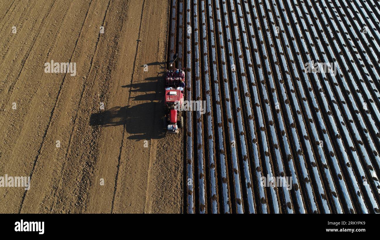 The planter is sowing potatoes in the field, North China Plain Stock ...