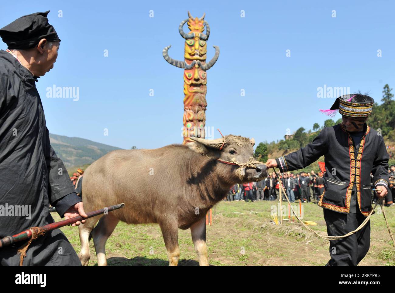 Bull sacrifice hi-res stock photography and images - Alamy