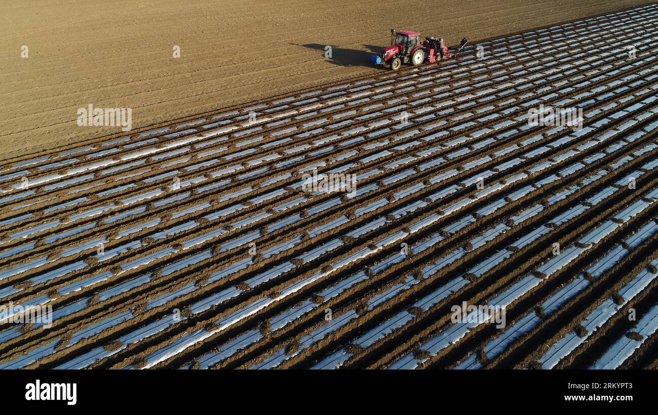 The planter is sowing potatoes in the field, North China Plain Stock ...