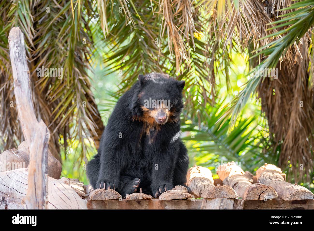 Spectacled bear or Andean bears are a subspecies that lives in South ...