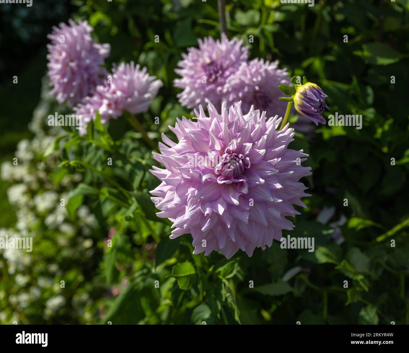The dahlia (name, Almand's Joy) in the dahlia garden Baden Baden near ...