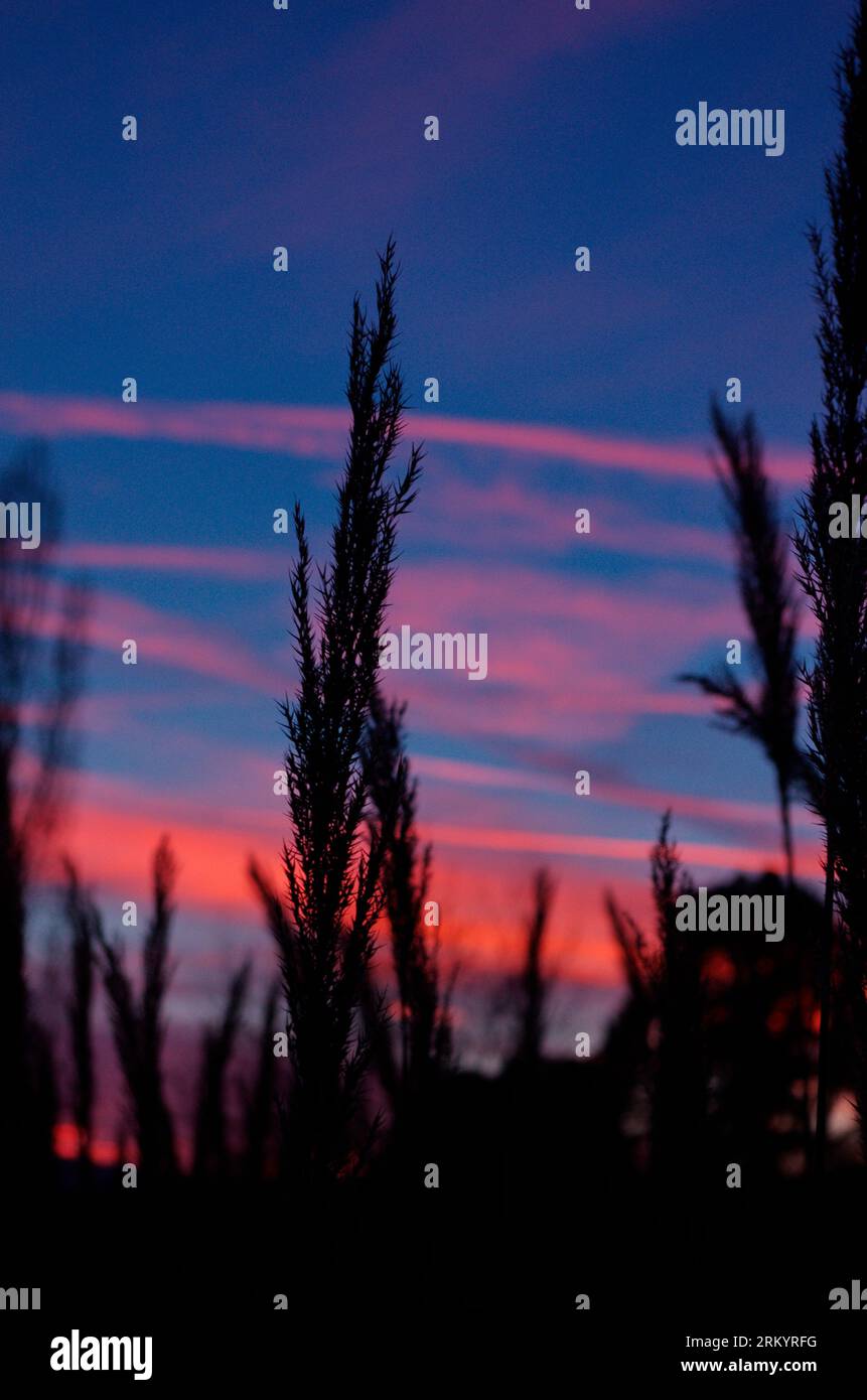 Profili di profilo hi-res stock photography and images - Alamy