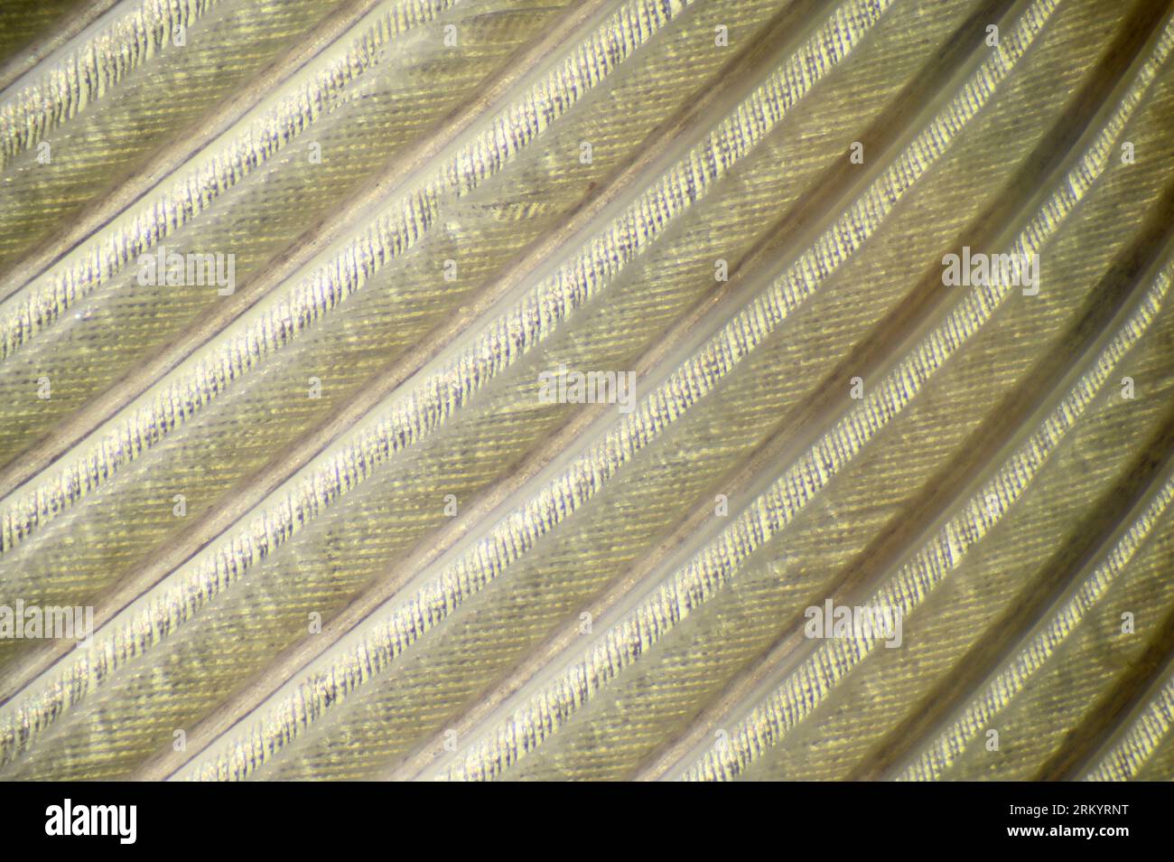 Microscope image of a bird's feather (woodpigeon) Frame size c5mm ...
