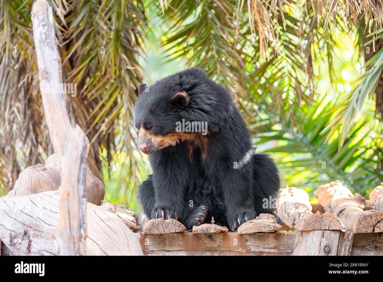 Spectacled bear or Andean bears are a subspecies that lives in South ...
