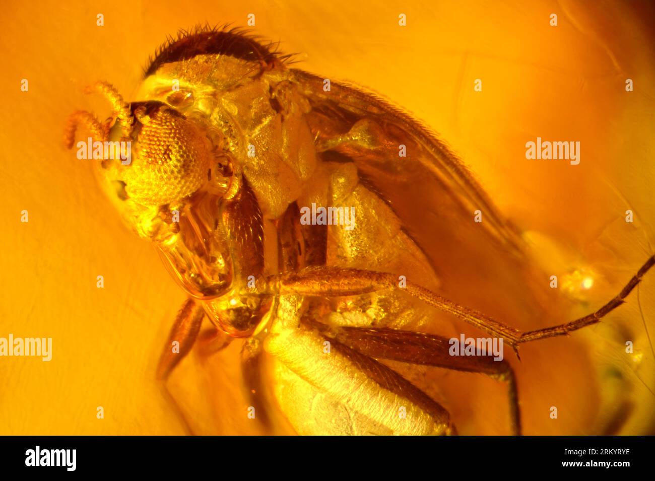 Prehistoric fly preserved in amber with air trapped by its body ...