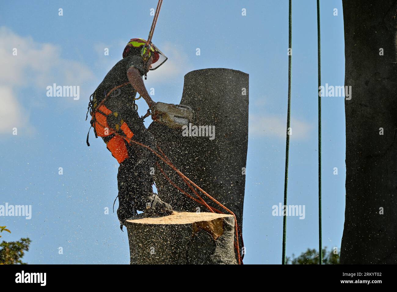 Tree surgeon using a chain saw to cut the trunk of a dead copper beech ...