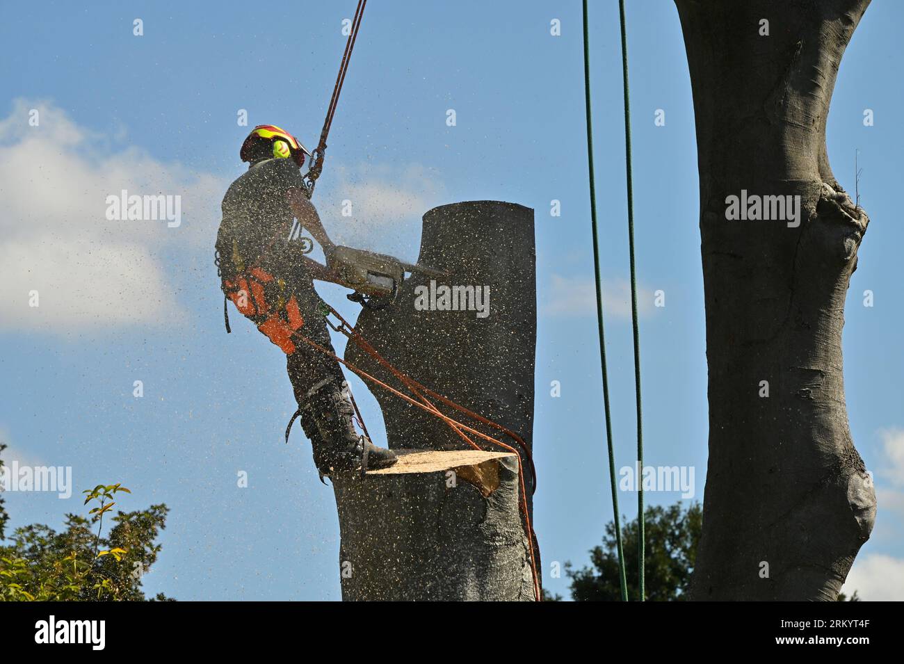Tree surgeon using a chain saw to cut the trunk of a dead copper beech ...