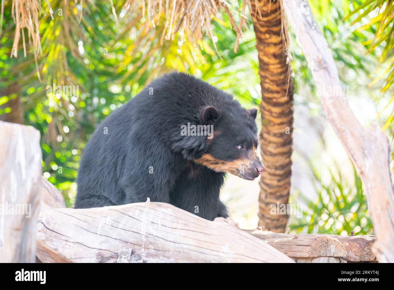 Spectacled bear or Andean bears are a subspecies that lives in South ...