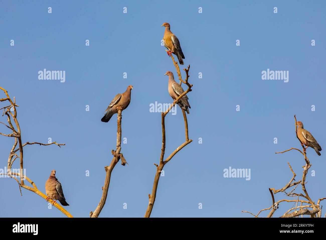 Bunch of wild doves known as "carijó dove" or "salt dove Stock Photo ...