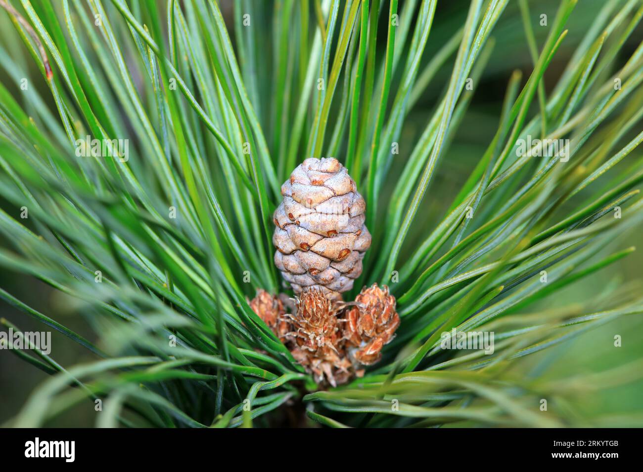 Close up of pine fruit in natural state Stock Photo - Alamy