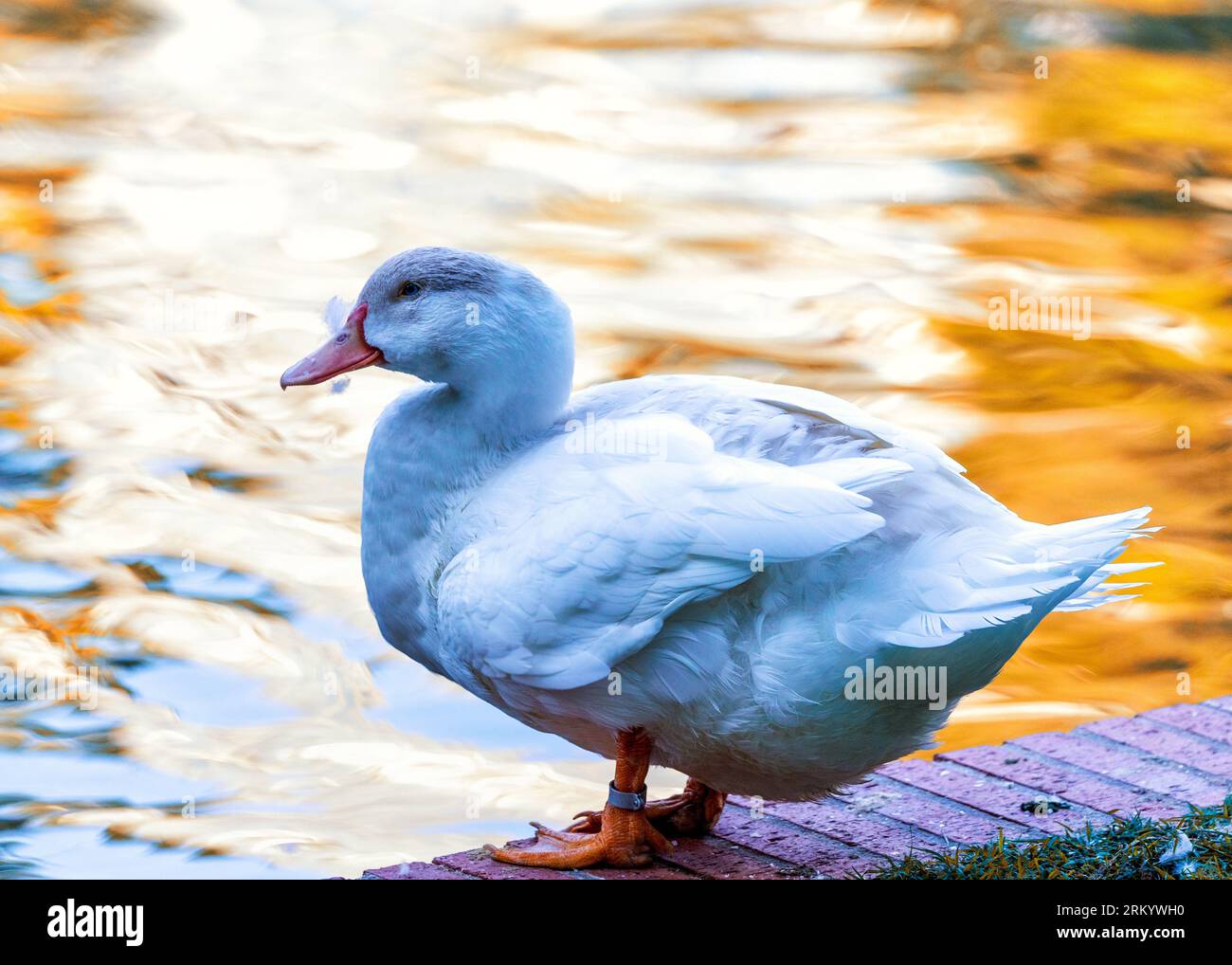 The Leucistic Mallard Duck (Anas platyrhynchos) exhibits rare white ...