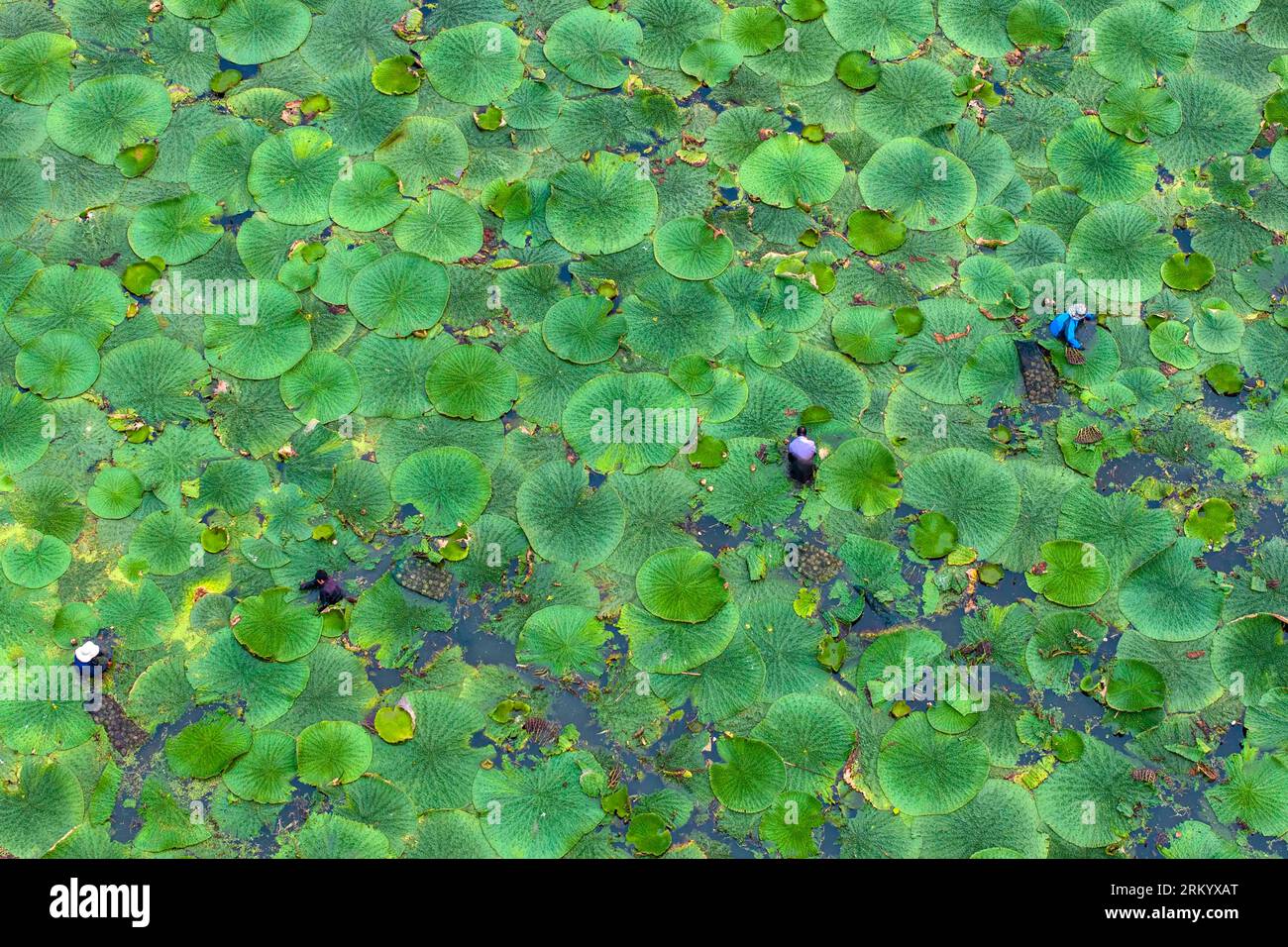 Taizhou. 26th Aug, 2023. This aerial photo taken on Aug. 26, 2023 shows ...