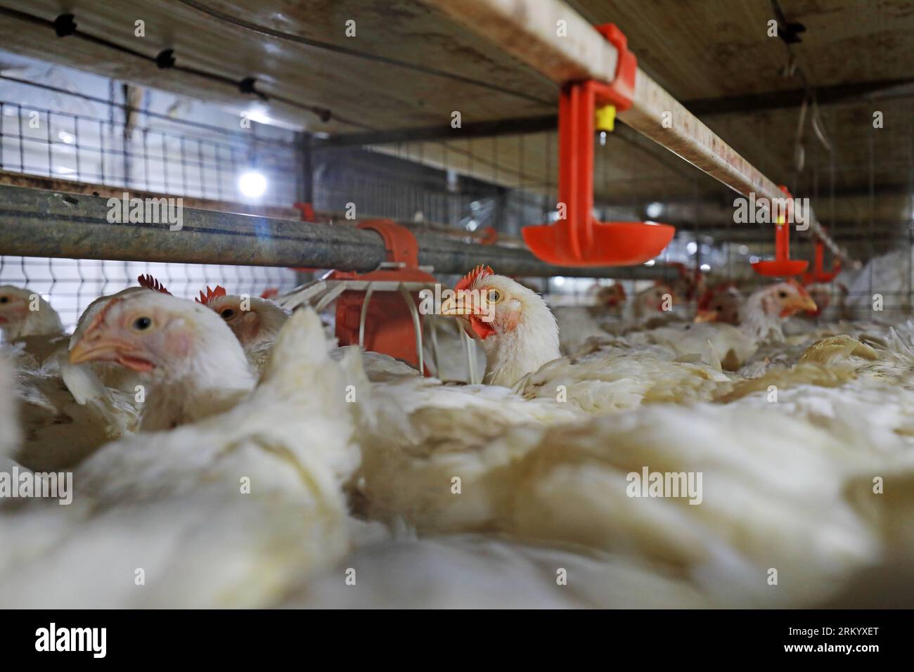 Poultry farm chickens drinking water hi-res stock photography and ...