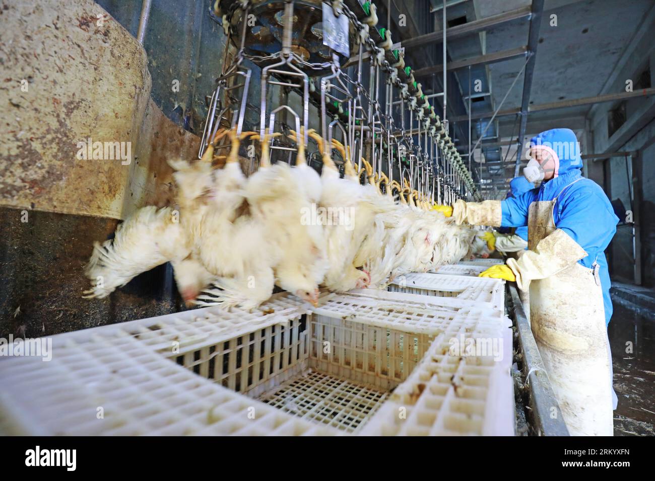 Chicken slaughterhouse hi-res stock photography and images - Alamy