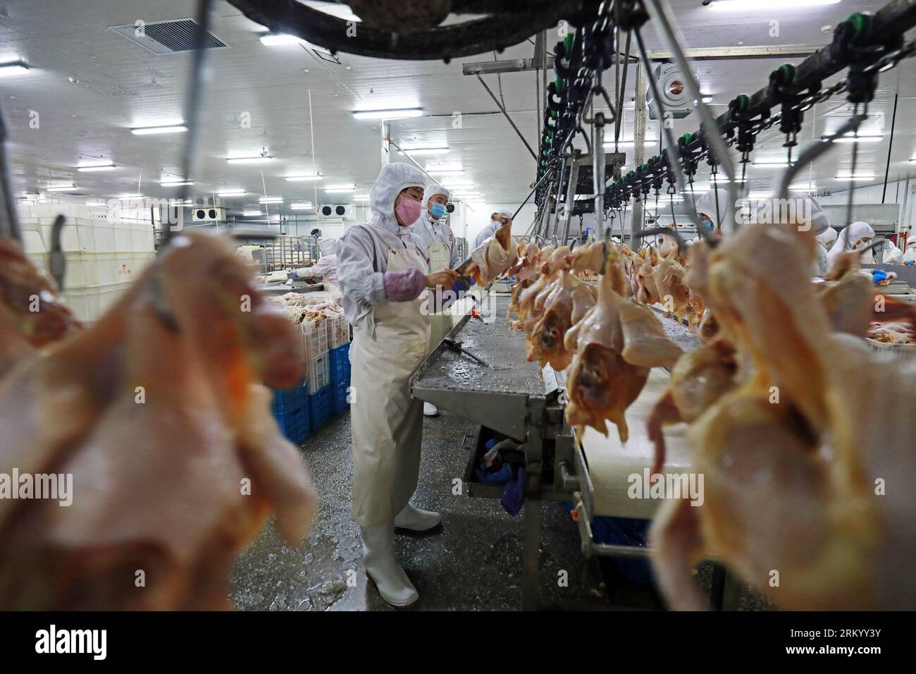 LUANNAN COUNTY, Hebei Province, China - March 17, 2020: The workers are ...