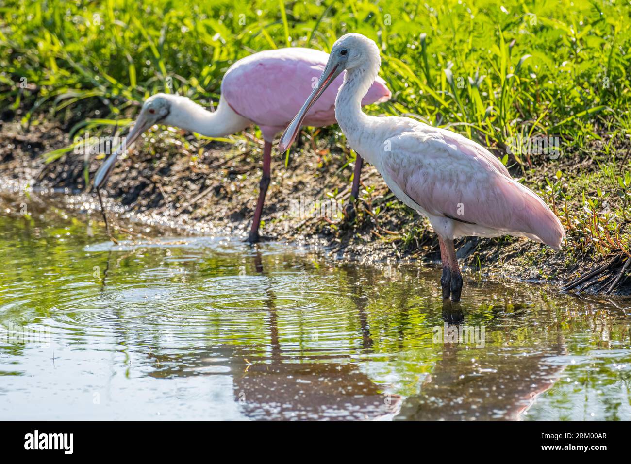 Large wading birds hi-res stock photography and images - Alamy