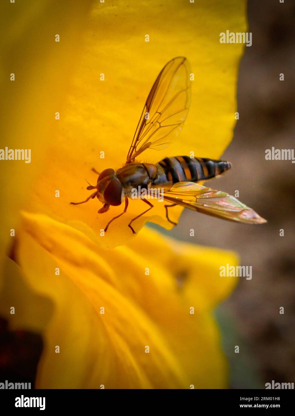 Blume sh hi-res stock photography and images - Alamy