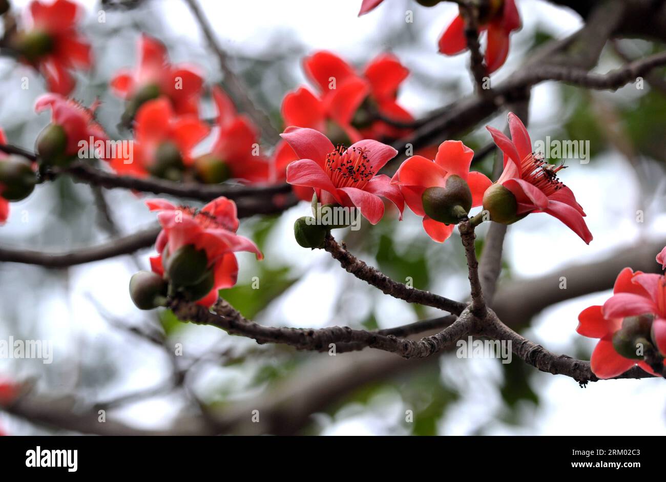 Kapok flower hi-res stock photography and images - Alamy
